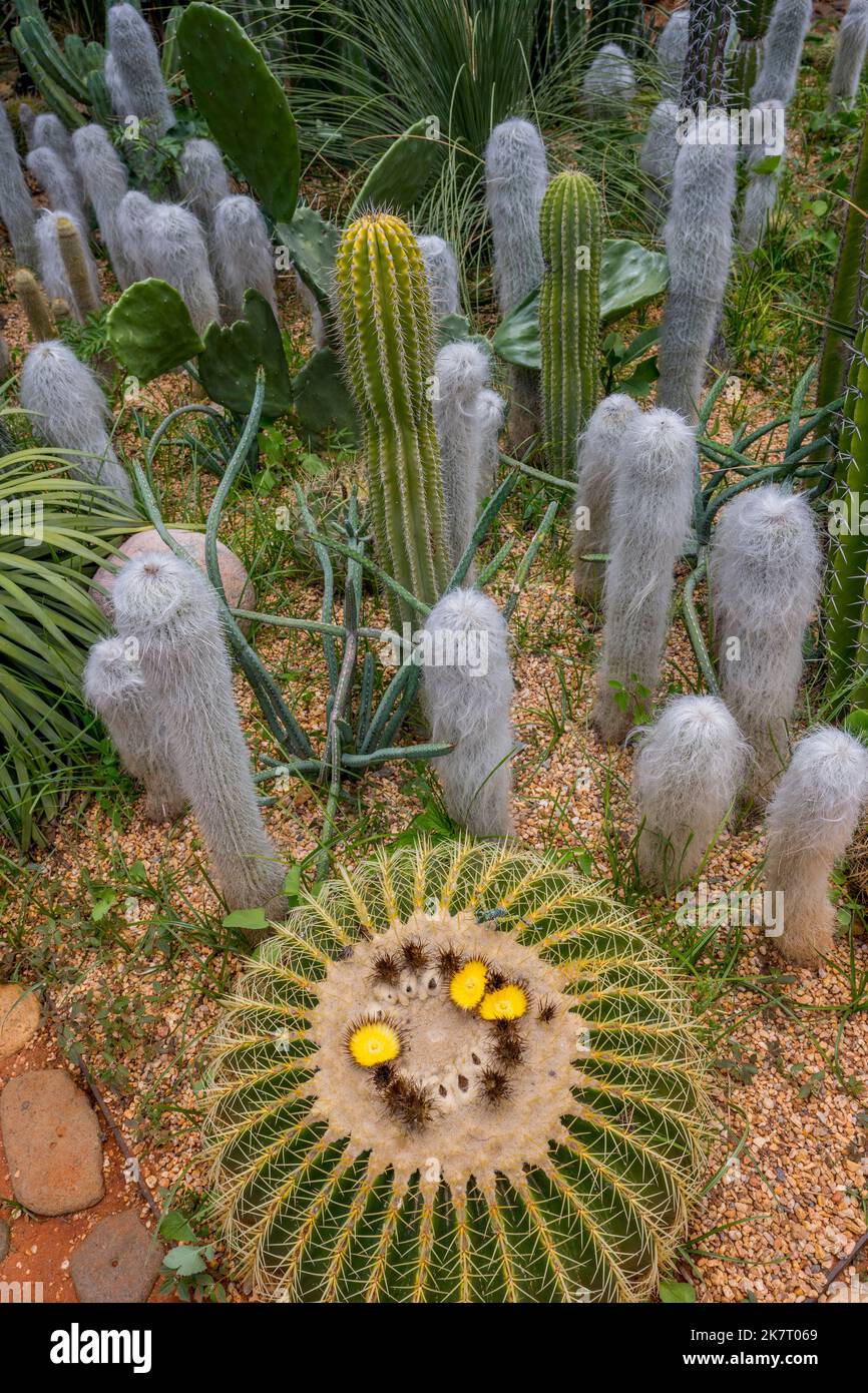 Cacti in the Vives Verde garden (Park) in San Pablo Cuatro Venados ...