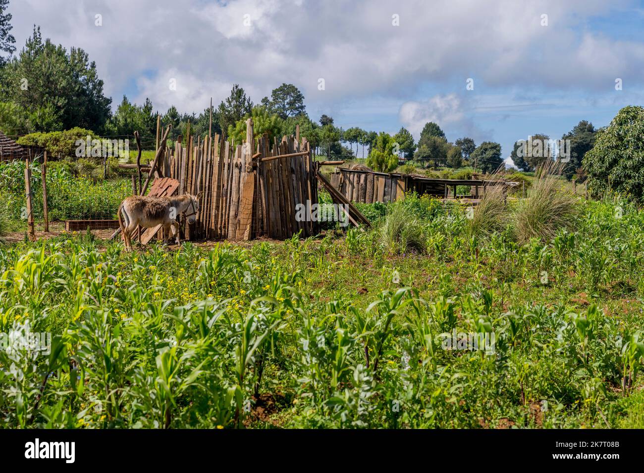 Corn and beans growing in a field in the mountains west of Oaxaca City ...