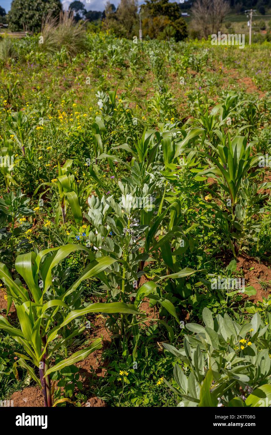 Corn field mexico hi-res stock photography and images - Alamy