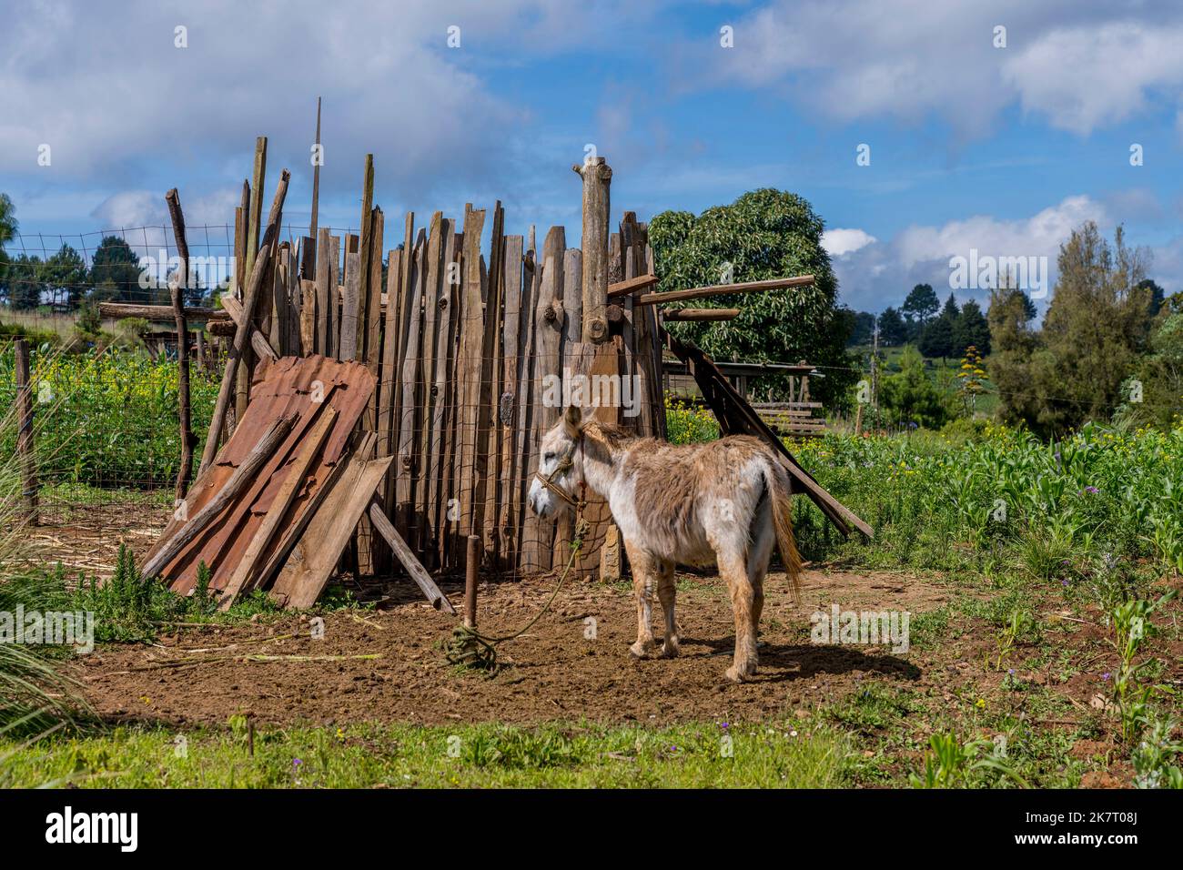 A donkey in a field in the mountains west of Oaxaca City, Mexico Stock ...