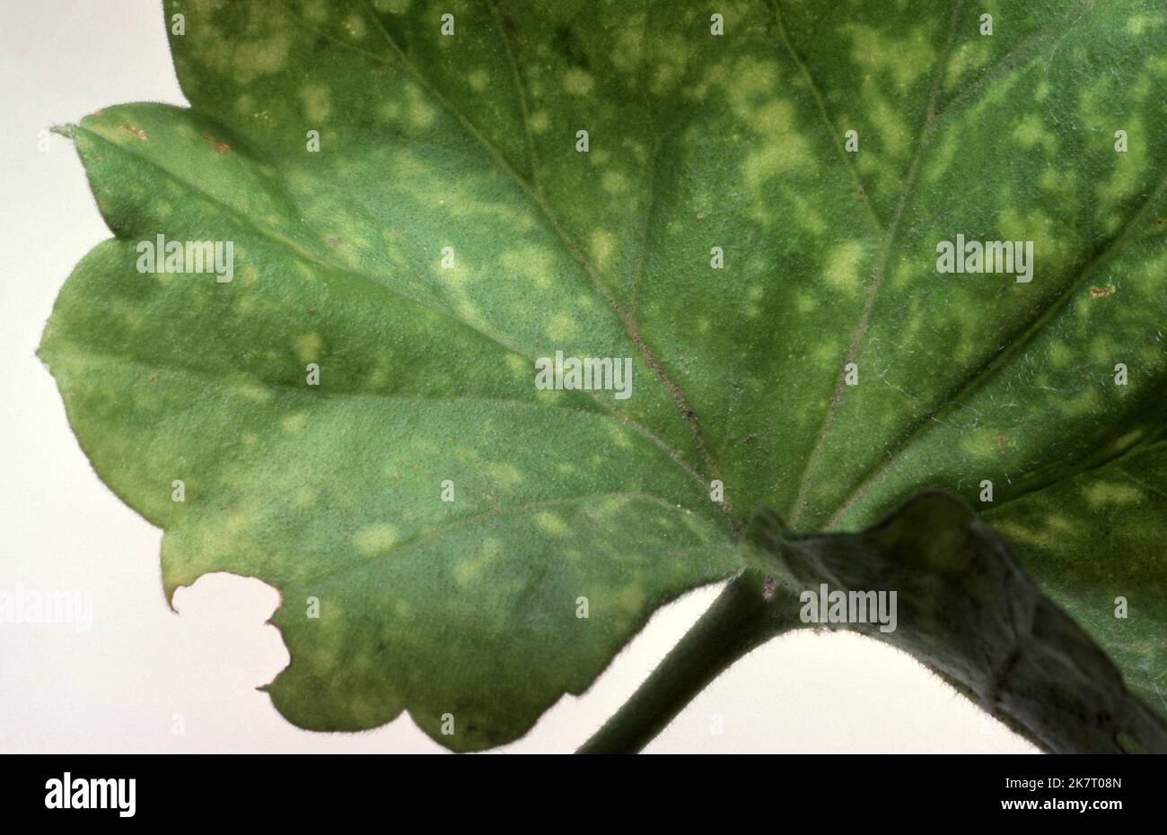 MOSAIC VIRUS ON LEAVES OF PELARGONIUM (GERANIUM) PLANT Stock Photo - Alamy