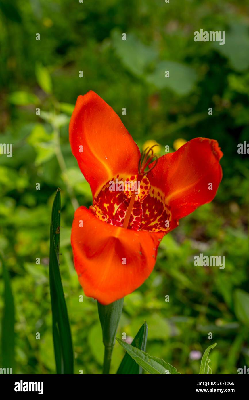 Tiger flower hi-res stock photography and images - Alamy