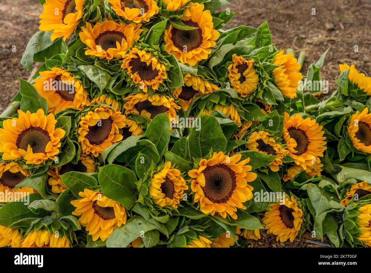 Bunch of sunflowers hi-res stock photography and images - Alamy