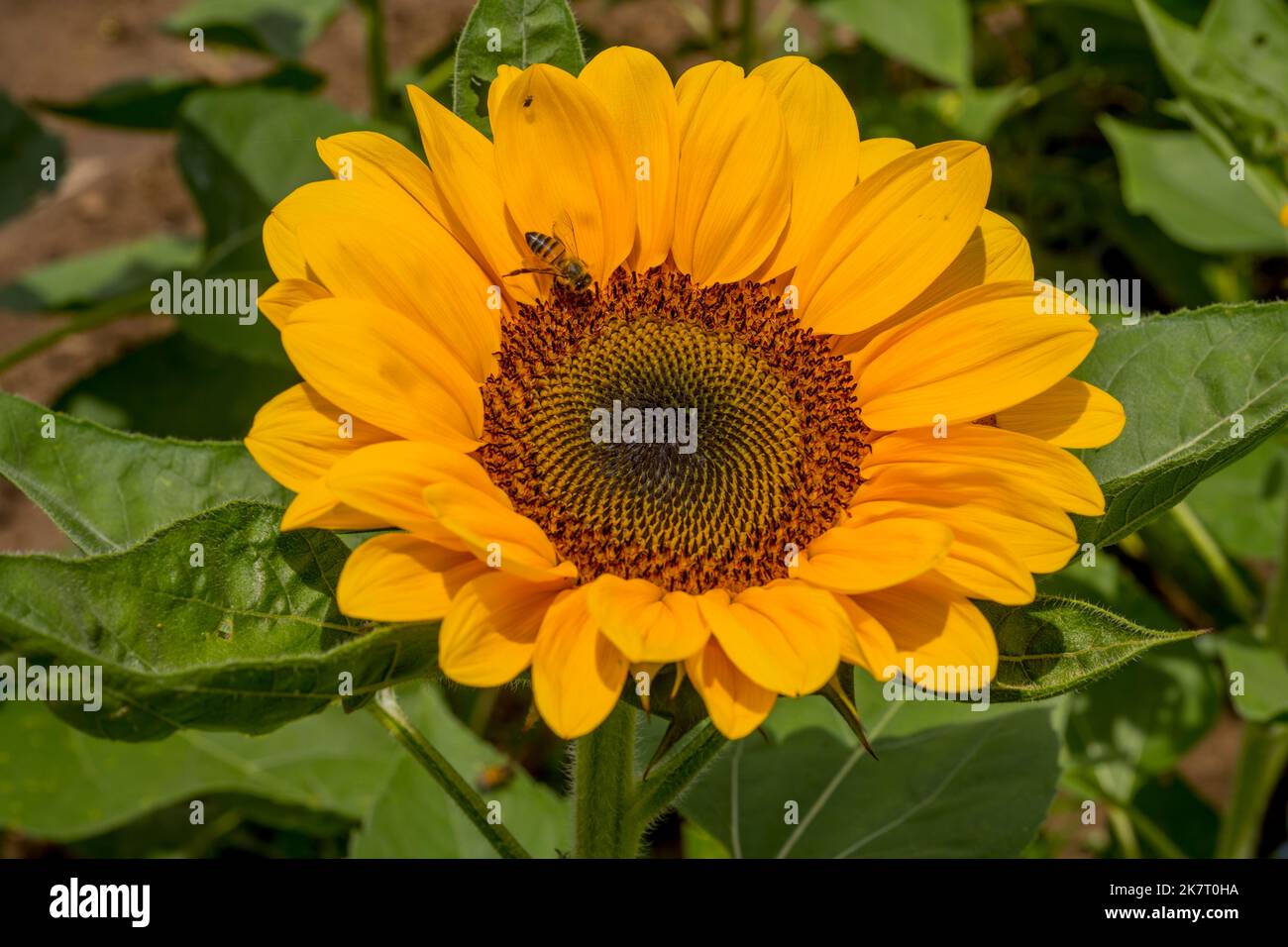 Close-up of a sunflower with a honey bee in a sunflower field outside ...