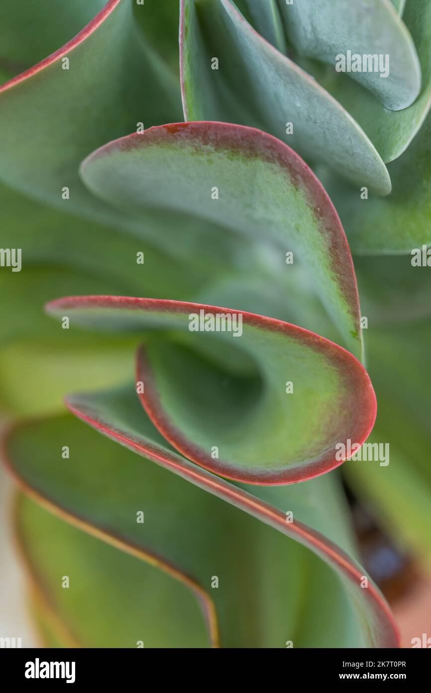 Plants courtyard mexico hi-res stock photography and images - Alamy