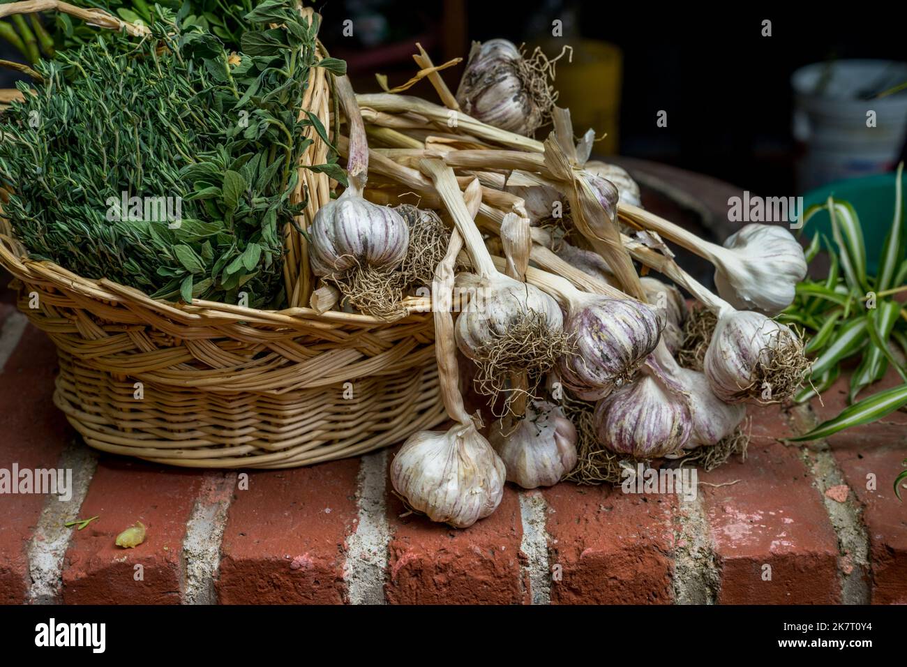 Garlic decorations at the open kitchen in the courtyard garden of Casa ...