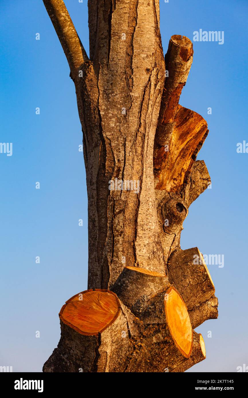 De-limbed tree trunk in an effort to save the remaing healthy upper ...