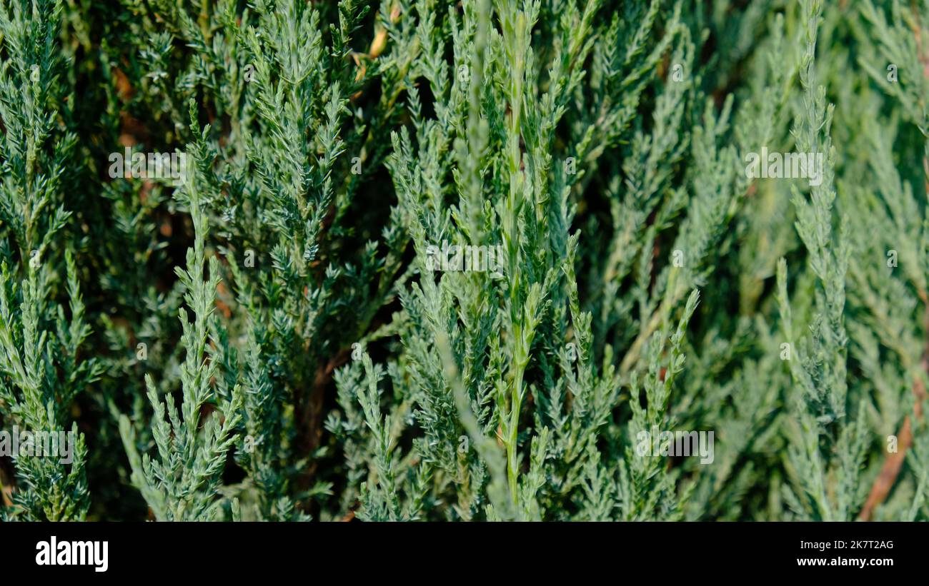 Juniper hedge texture as coniferous natural textured background Stock ...