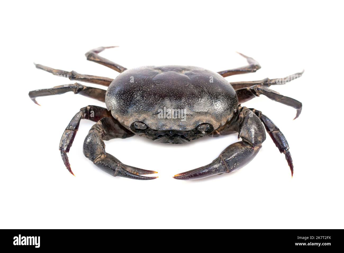Image of crab (Field crab) isolated on white background. Food. Animal Stock Photo - Alamy