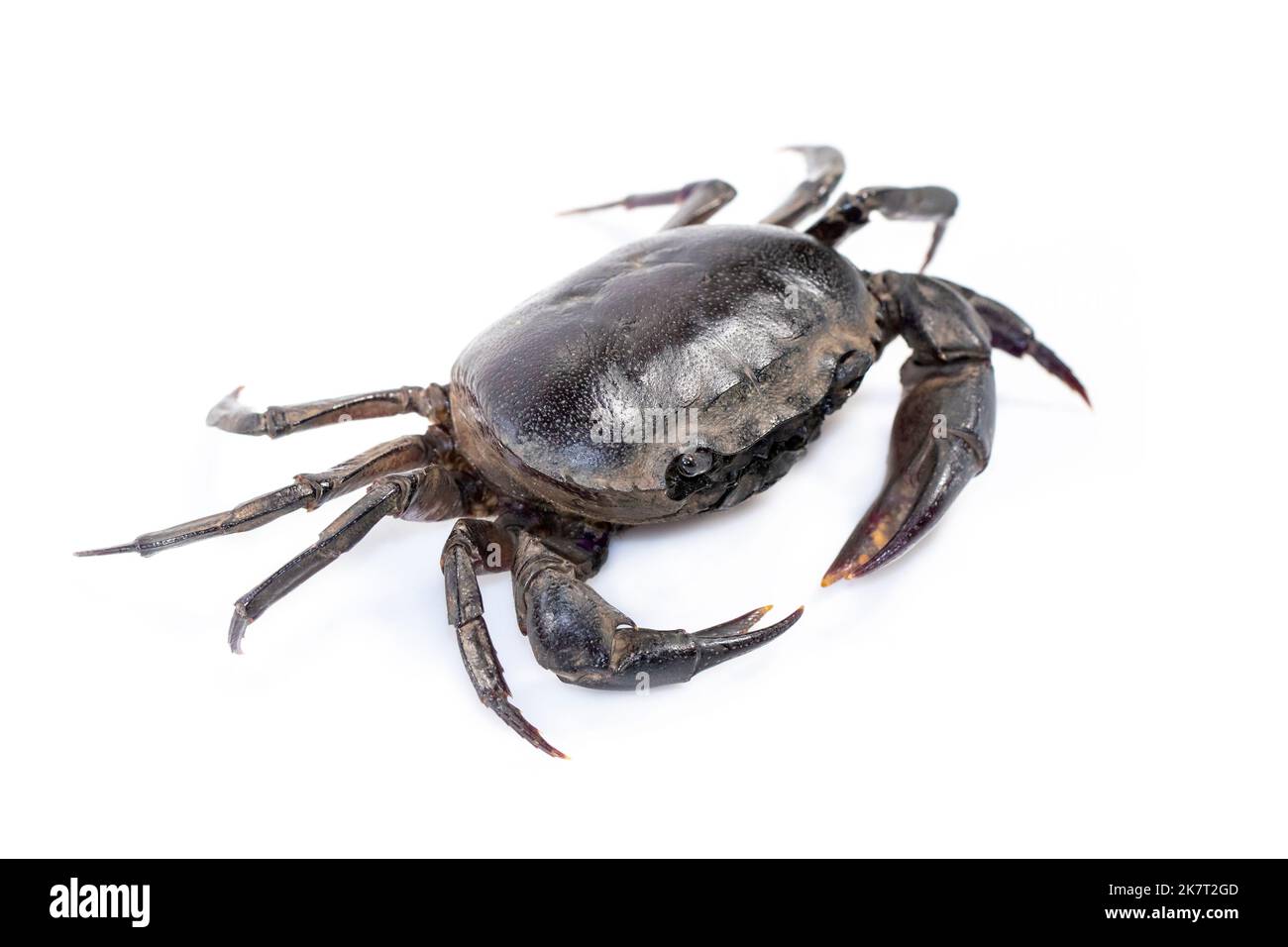 Image of crab (Field crab) isolated on white background. Food. Animal ...