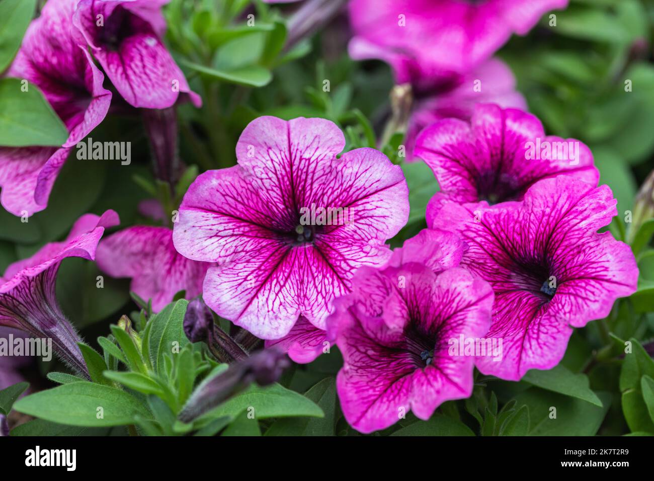 Beautiful petunia flowers in the garden at spring time. (Petunia ...
