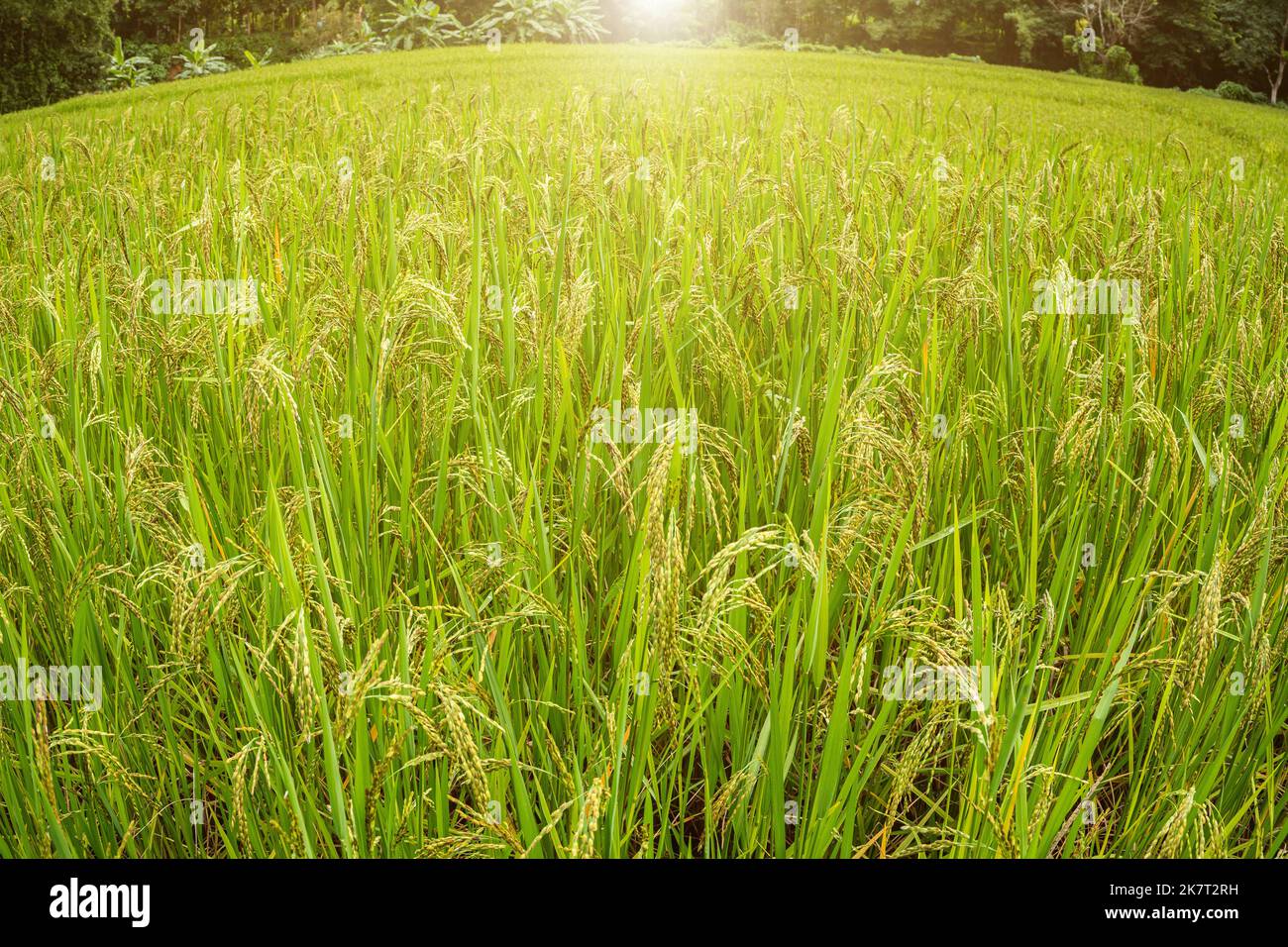 Organic jasmine rice field at country side in Thailand Stock Photo - Alamy