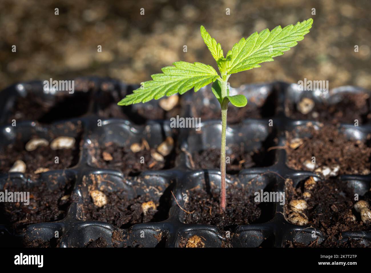 Growing cannabis bush isolated hi-res stock photography and images - Alamy