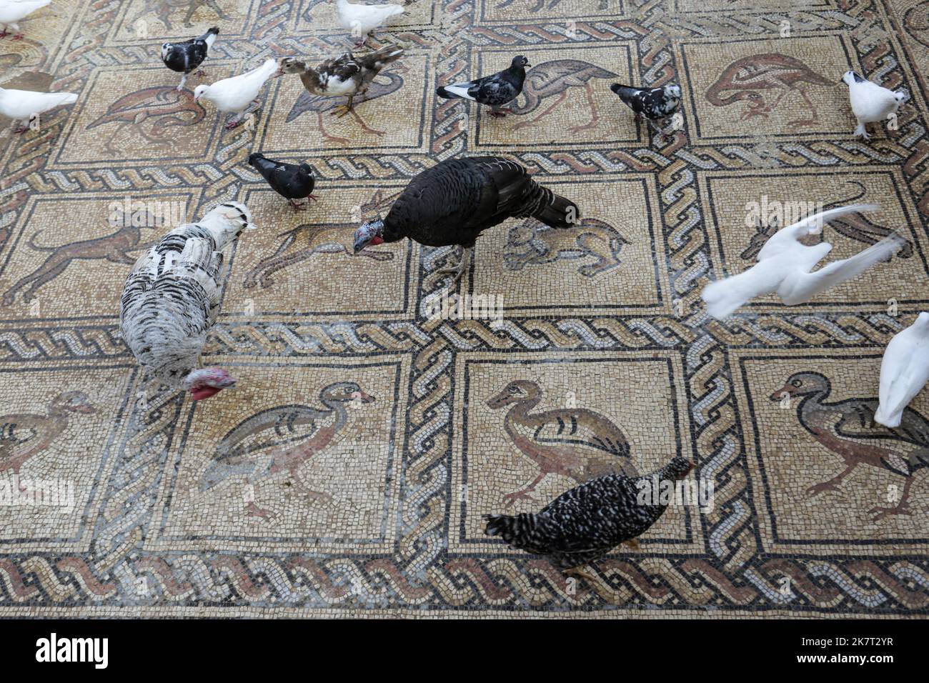 Birds of gaza hi-res stock photography and images - Alamy