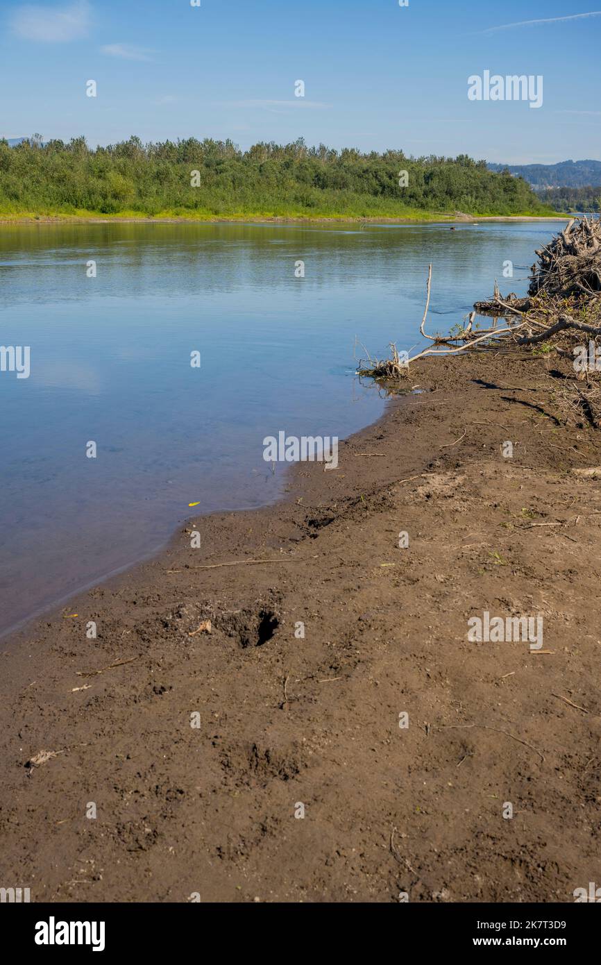 The Sandy River Delta at the Sandy River Delta Park, which is along ...
