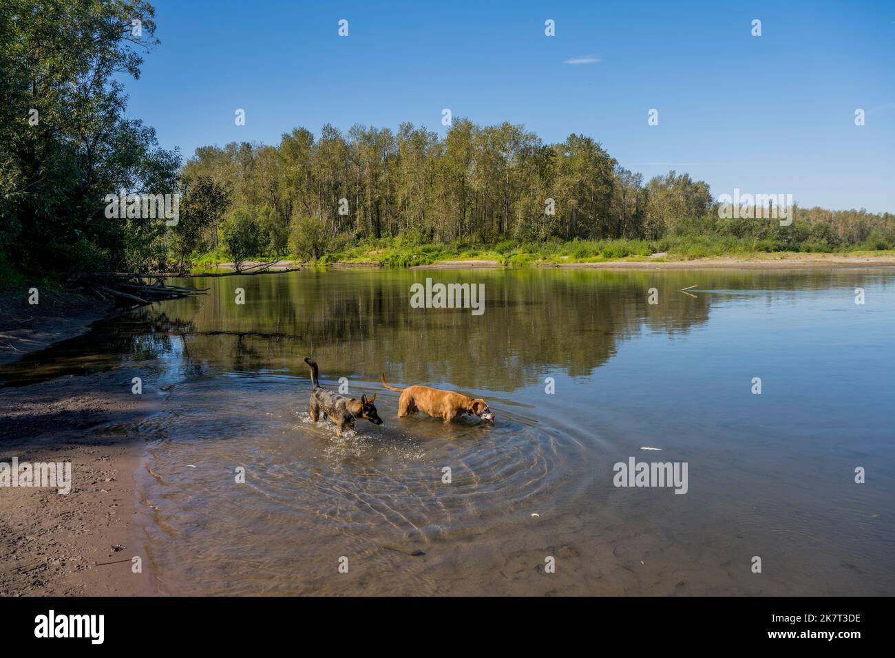 Dogs in the water at the Sandy River Delta, Sandy River Delta Park, which is along Columbia ...