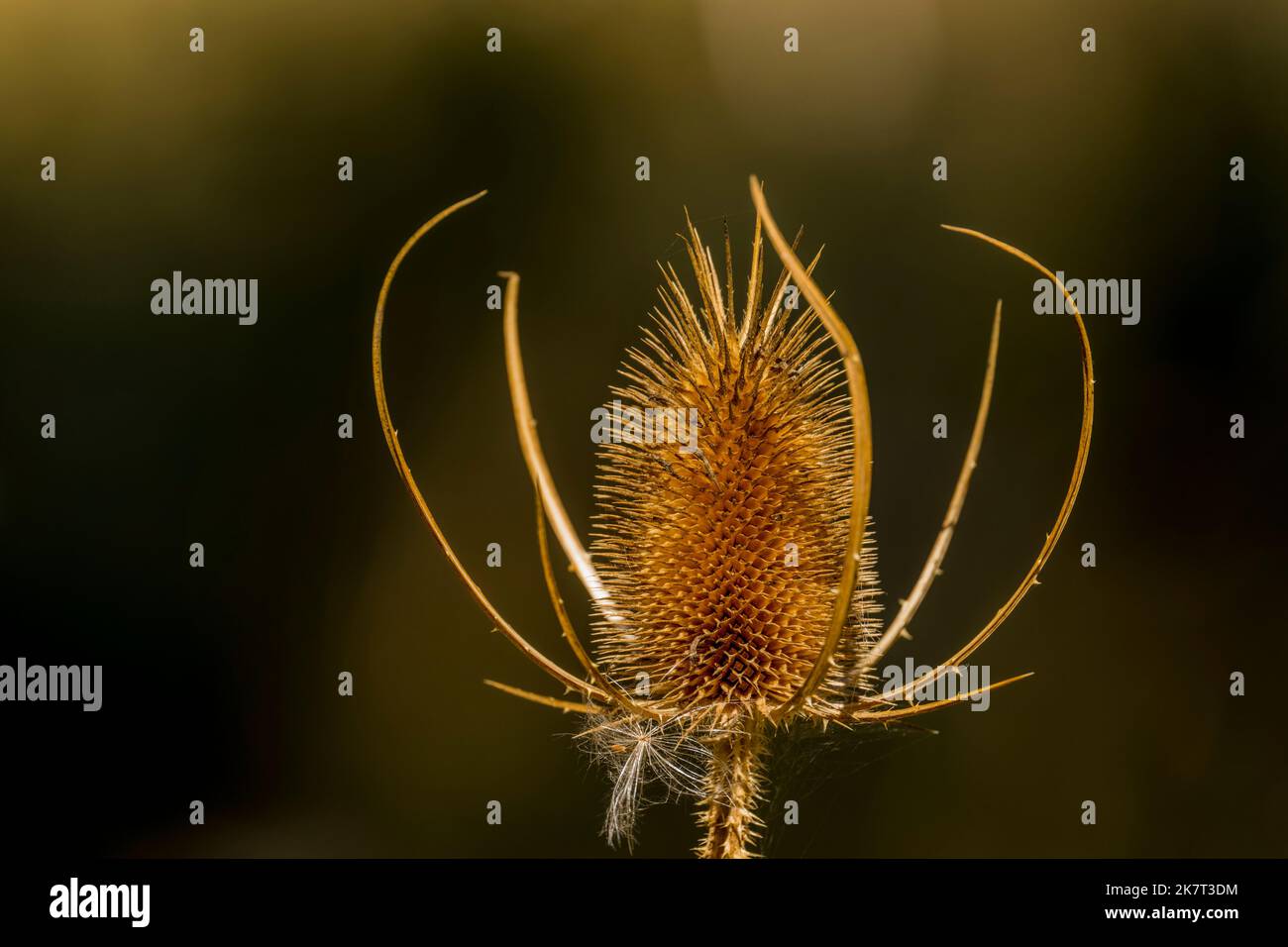 Thistle seed pods at the Sandy River Delta Park, which is along ...
