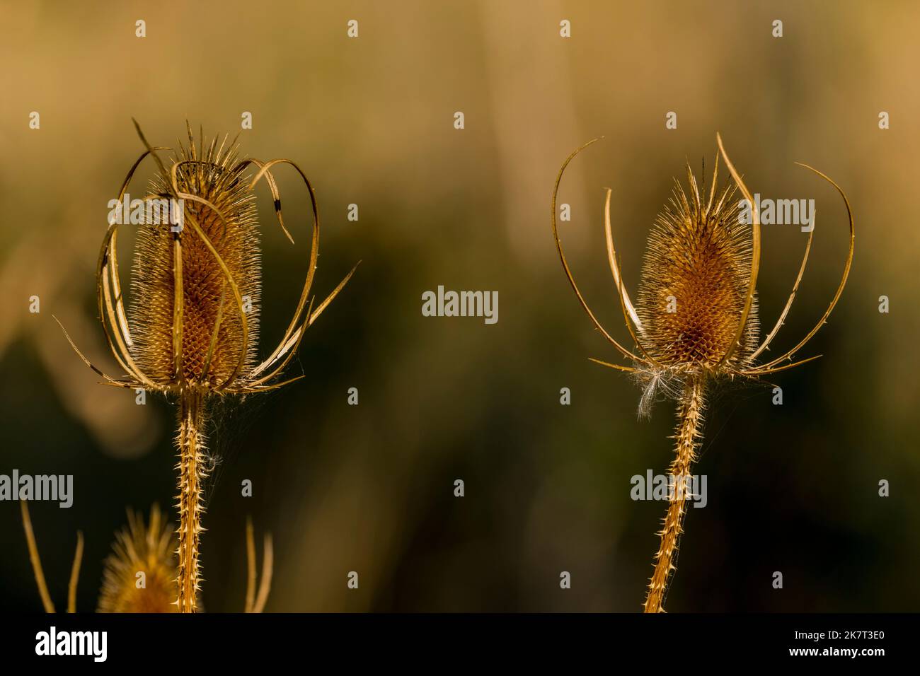 Thistle seed pods at the Sandy River Delta Park, which is along ...