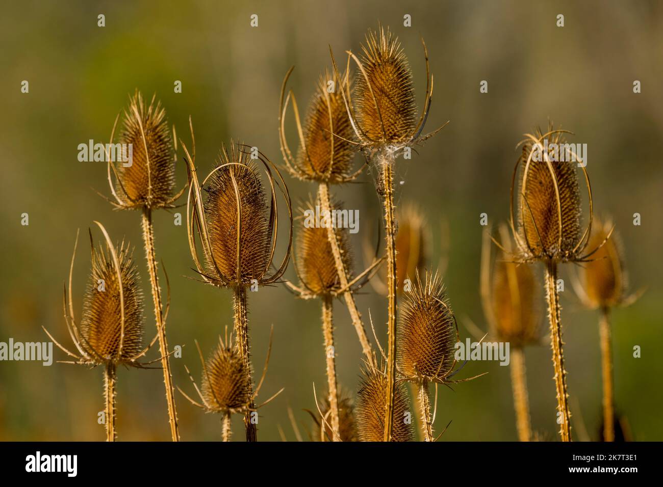 Thistle seed pods at the Sandy River Delta Park, which is along ...
