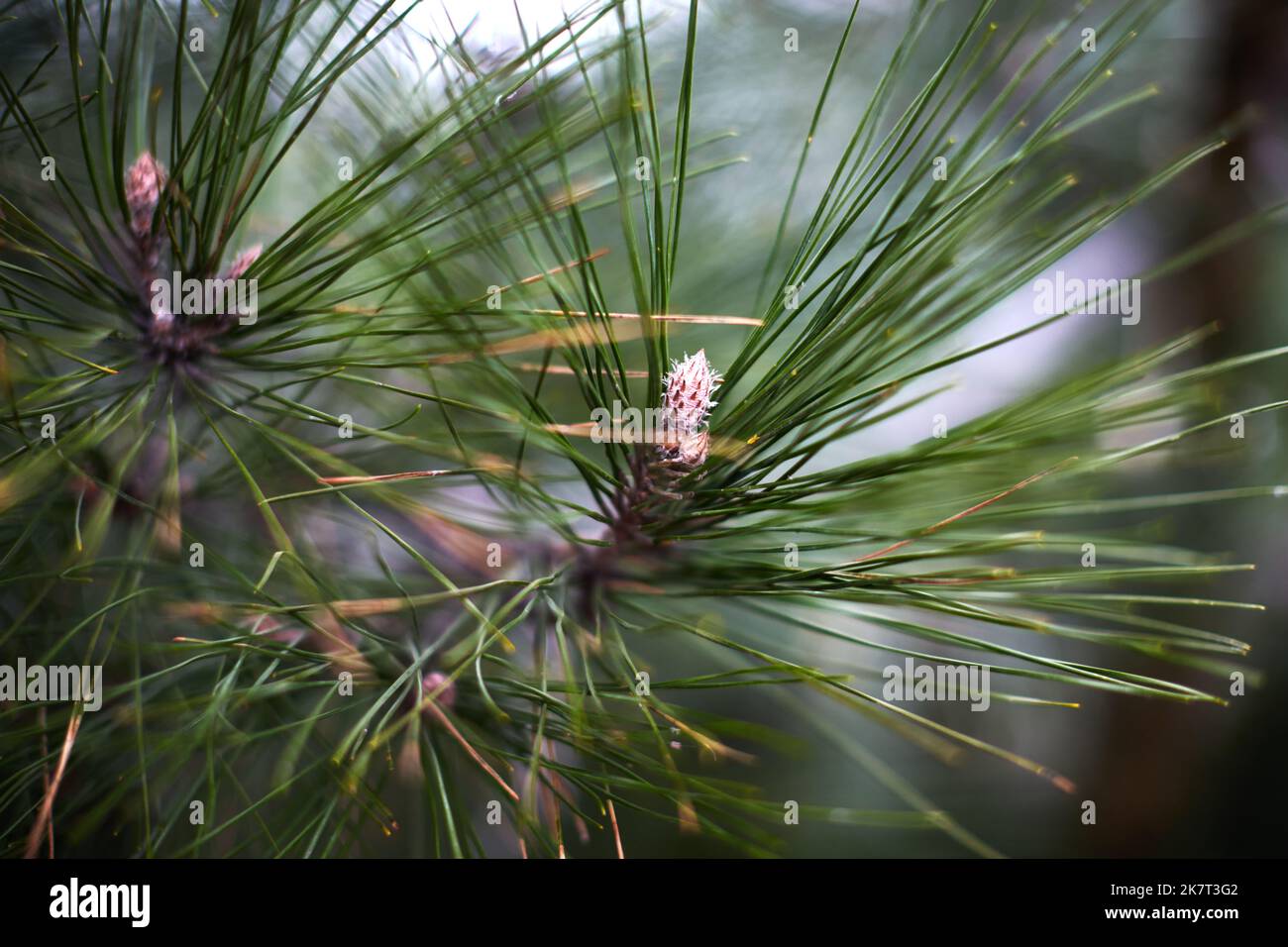 Pine tree close-up, long needles. Front view Stock Photo - Alamy