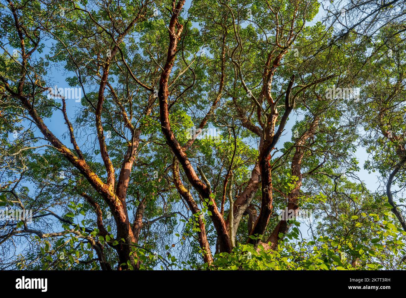 Madrone tree hi-res stock photography and images - Alamy
