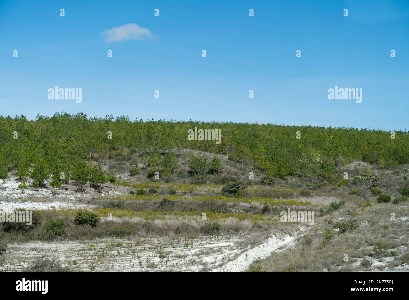 View of replanted pine trees (reforestation program) along the Mexican ...