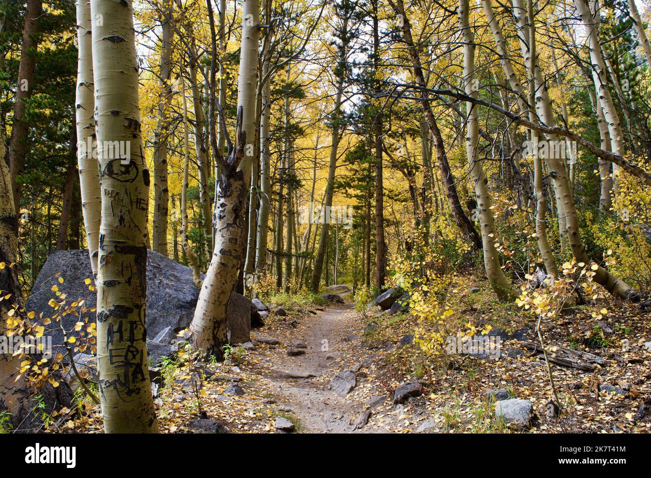 Aspen forest footpath in hi-res stock photography and images - Alamy