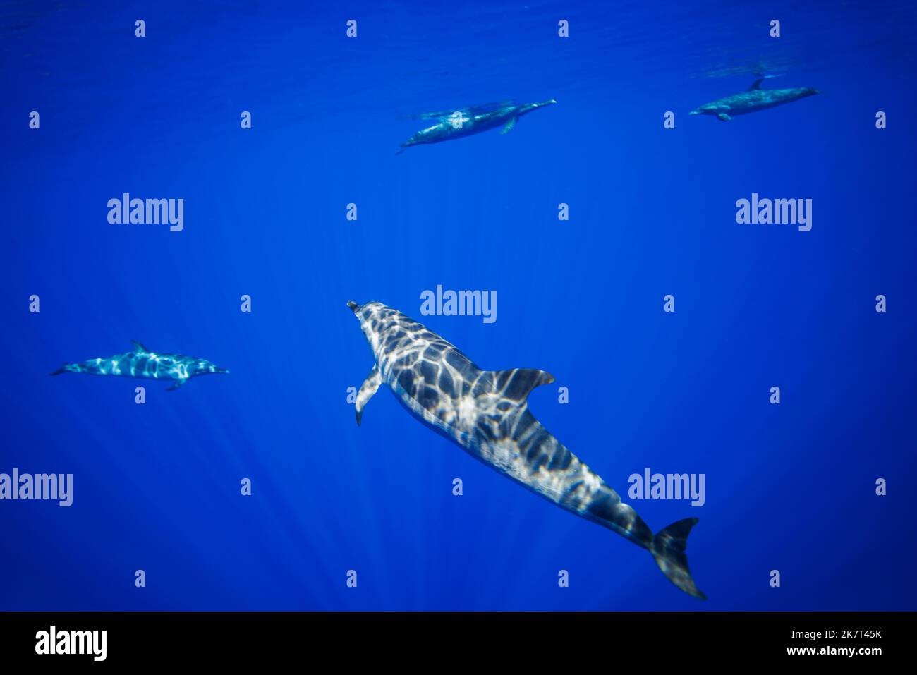 Ripples of sunlight through the surface play on these pantropical ...