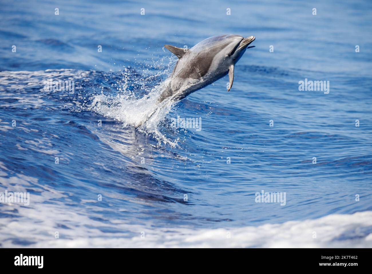 A leaping pantropical spotted dolphin, Stenella attenuata, in open ...