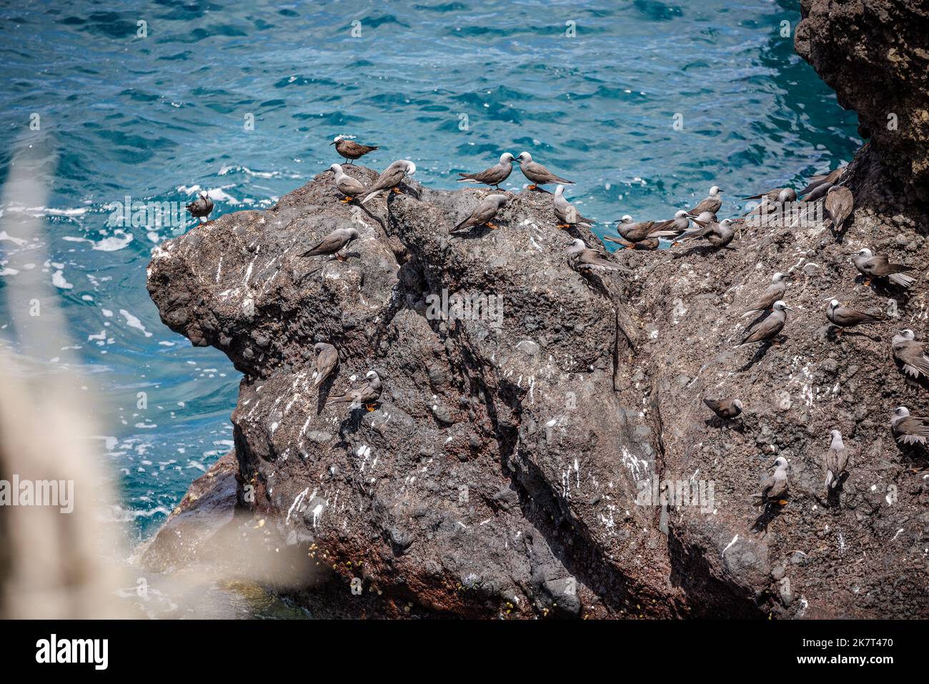 A flock of black noddy terns, Anous minutus, perched on lave rock near ...