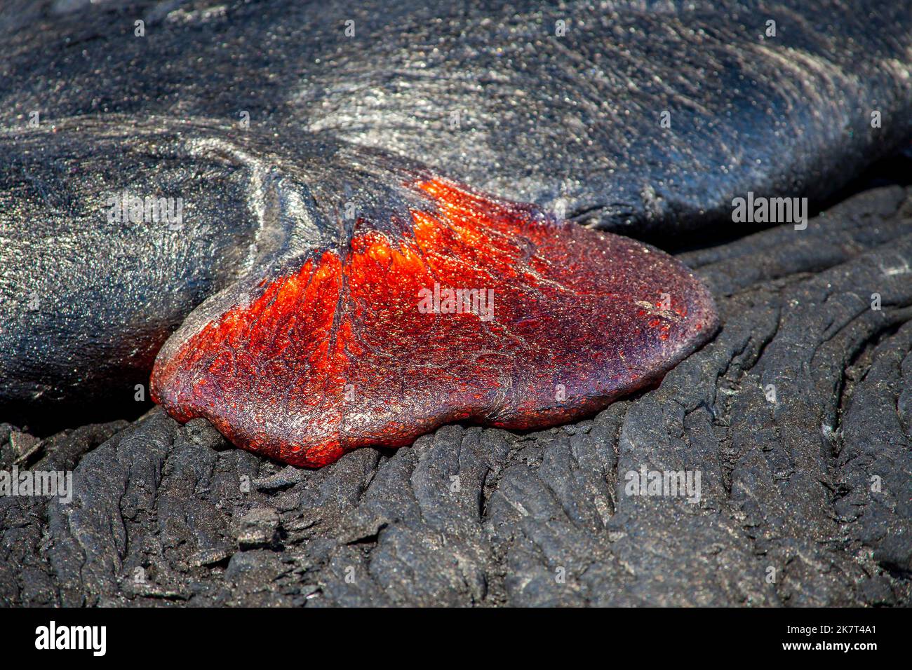 The Pahoehoe lava flowing from Kilauea is ozzing over a previous layer ...