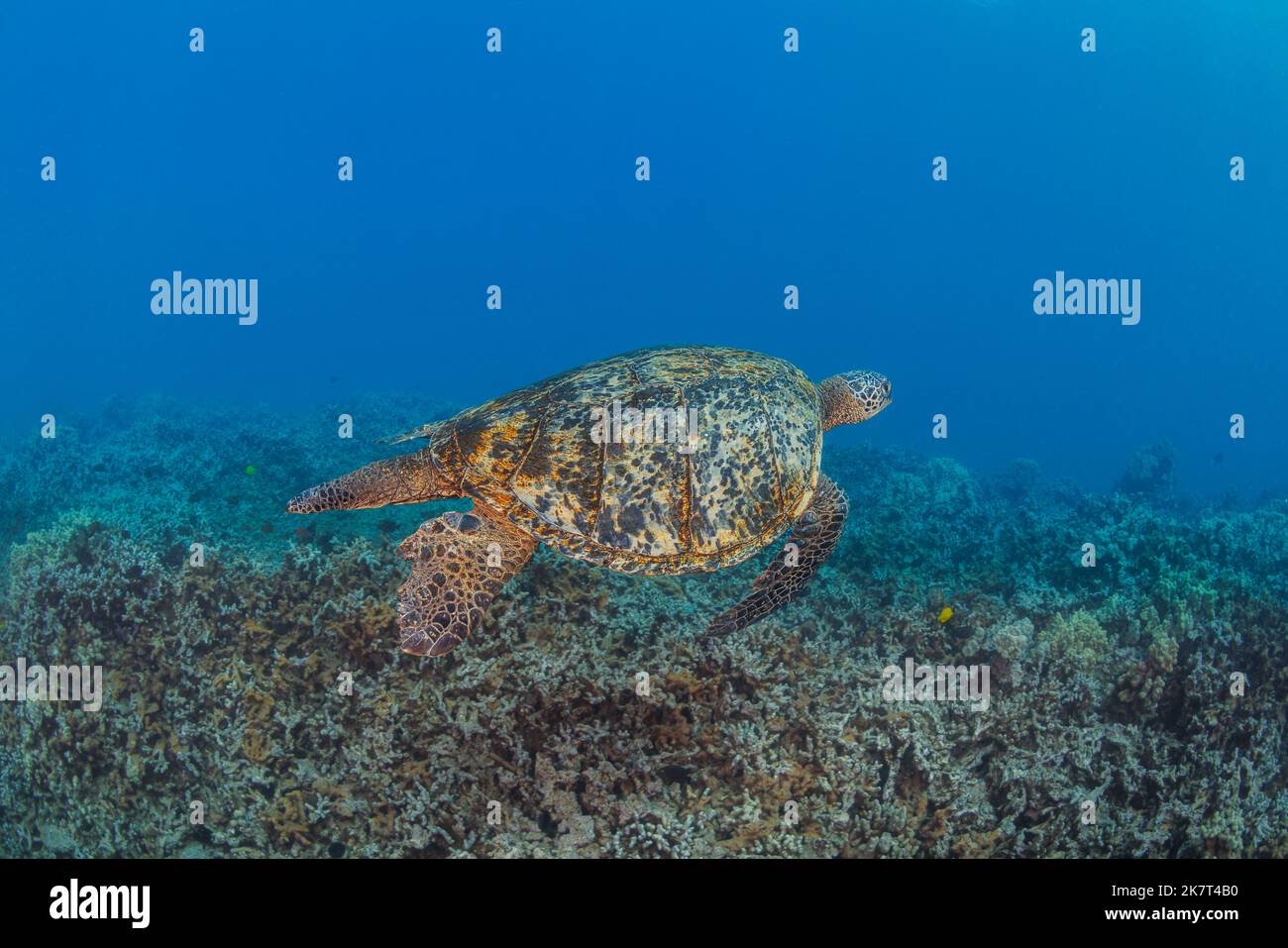 A large male green sea turtle, Chelonia mydas, with its distinctive ...