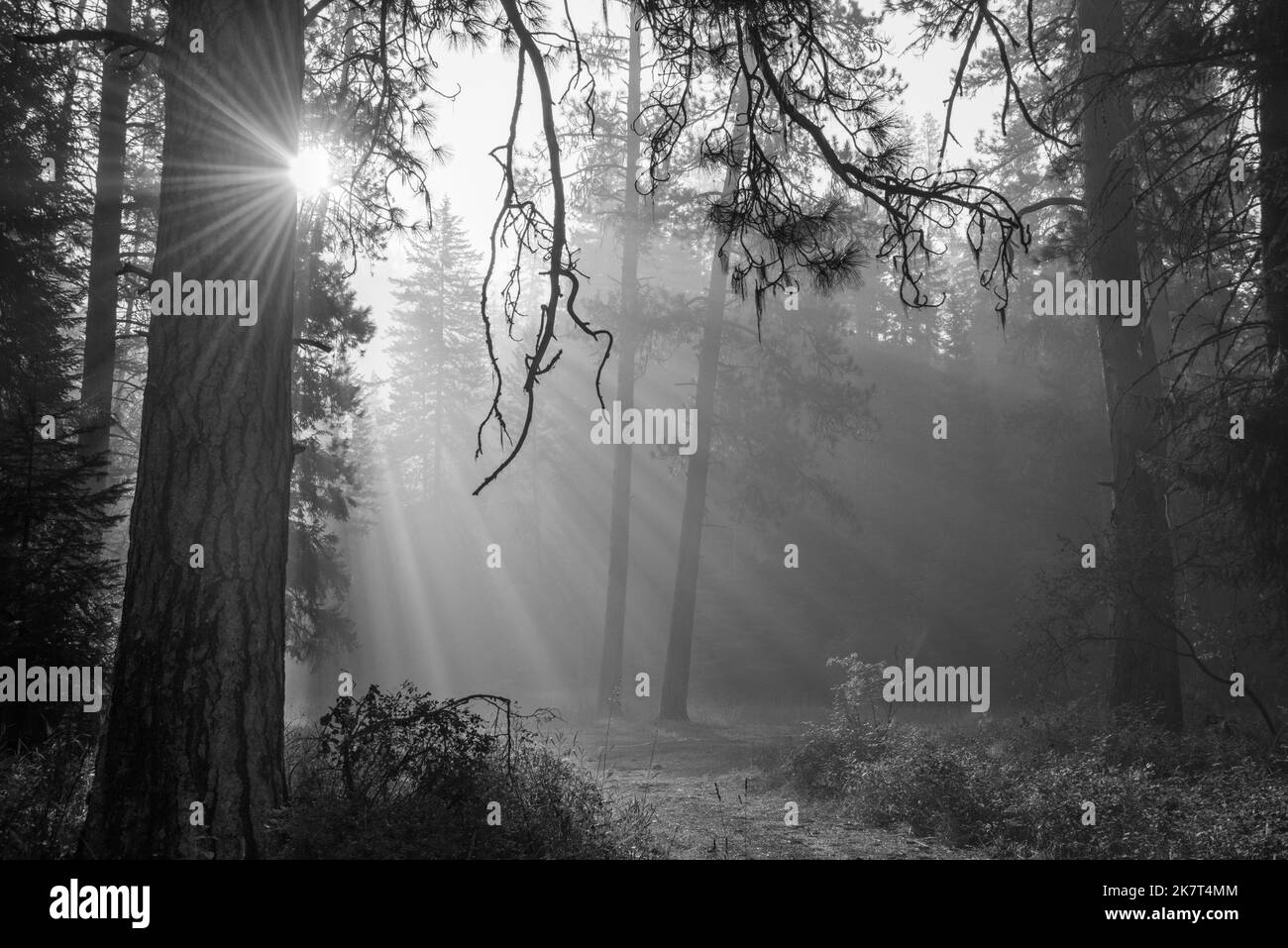 Sun shines through Smoke from a wildfire causing sunburst and heaven ...