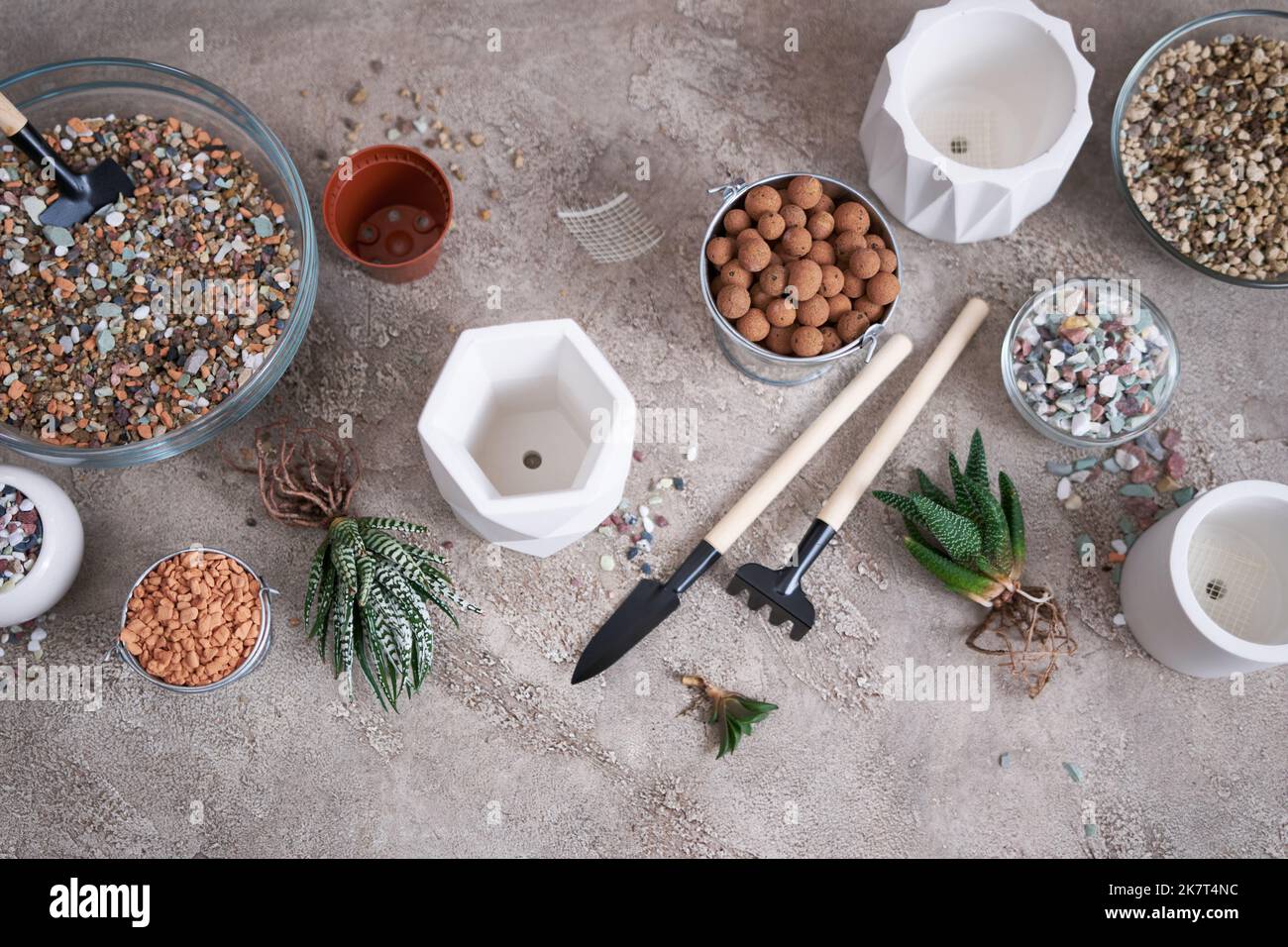 Succulent haworthia Plant with roots ready for planting into White ...
