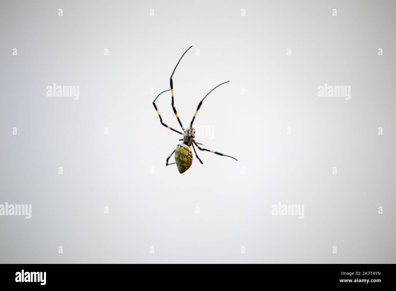A female spider in her web. This spider is Trichonephila clavata, also ...