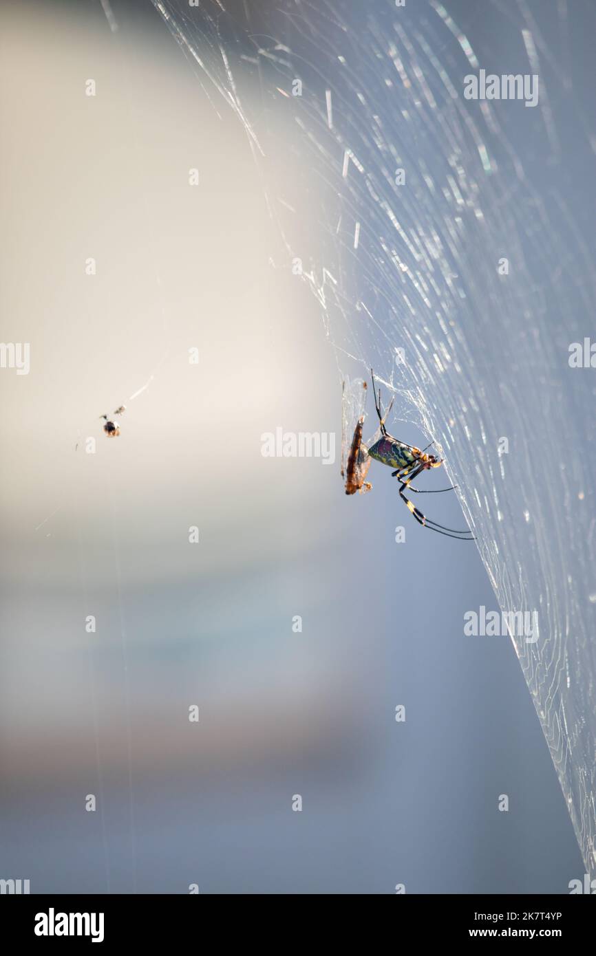 A female spider captured red dragonflies in her web. This spider is ...