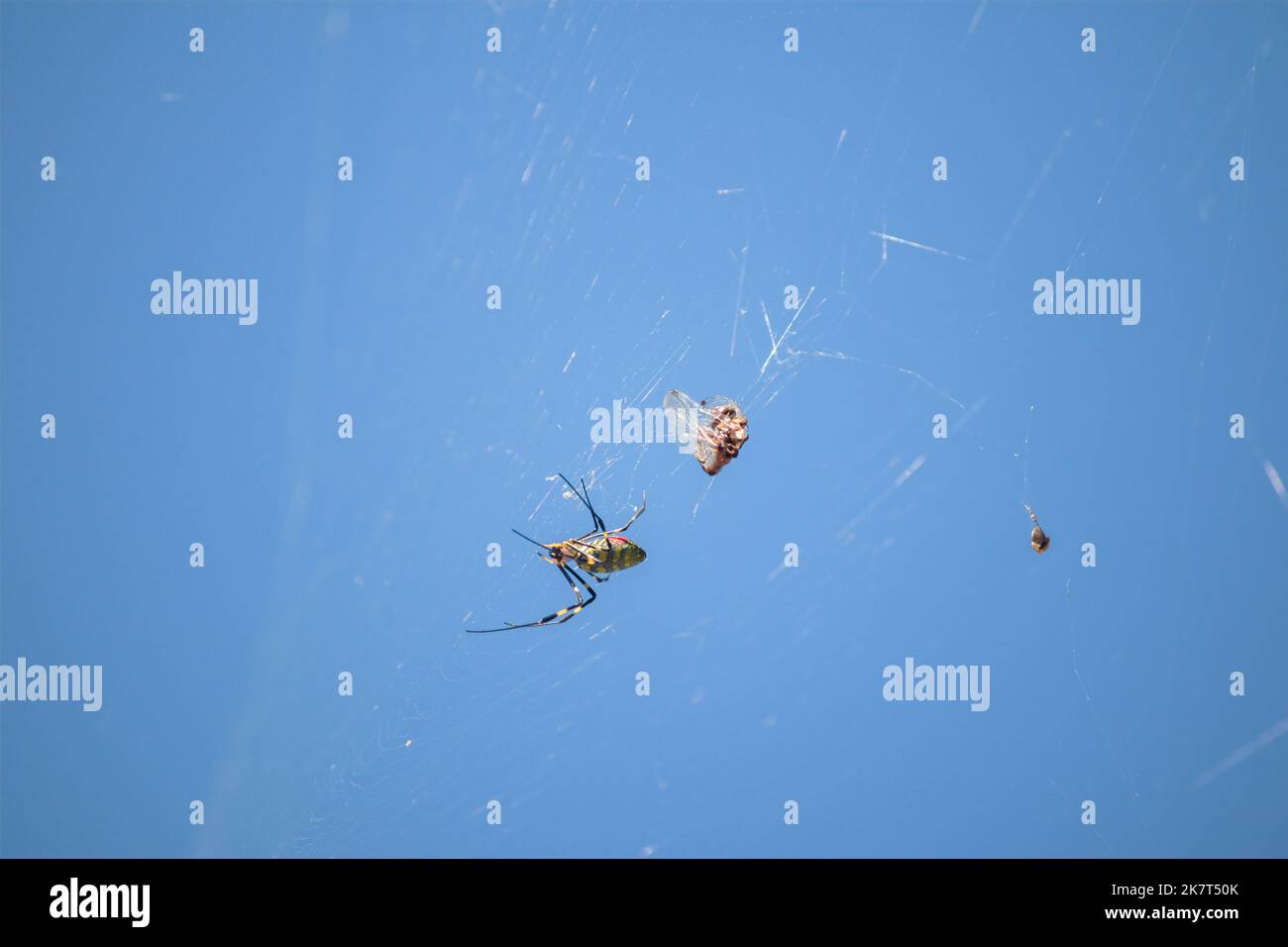A female spider captured red dragonflies in her web. This spider is ...