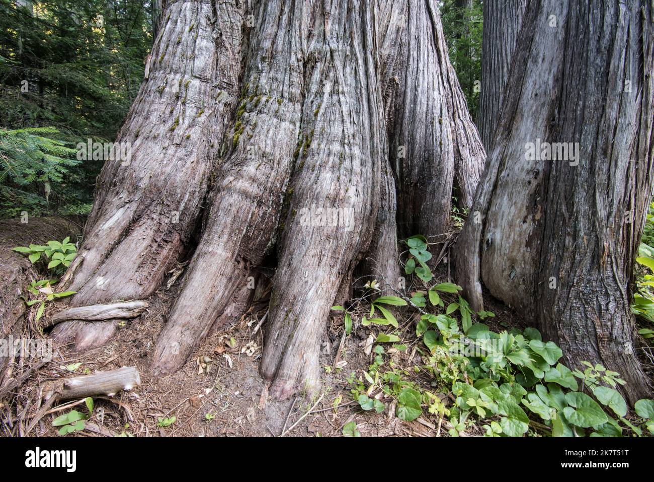 Cedar tree roots hi-res stock photography and images - Alamy