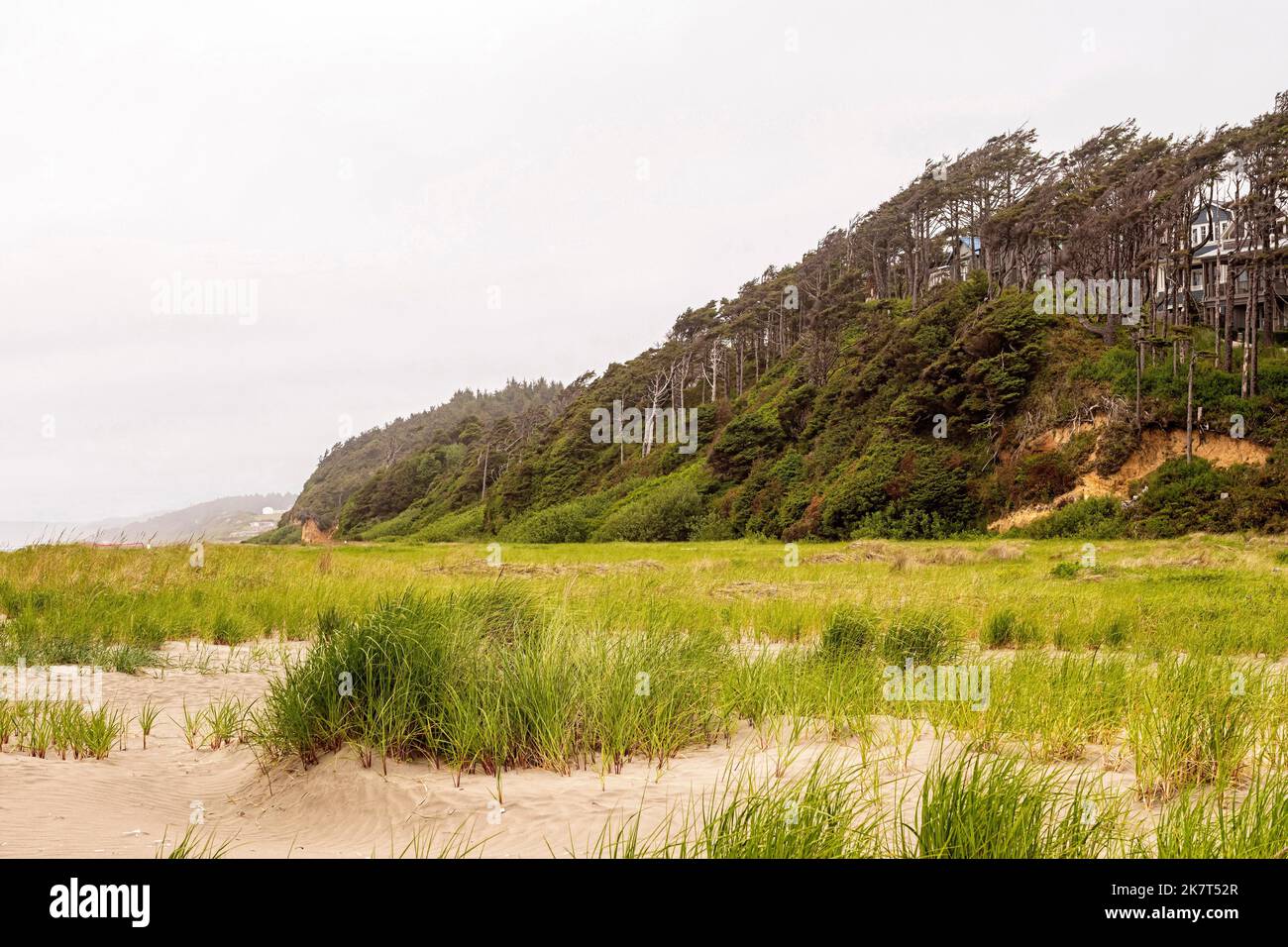 The rugged Washington State coast with windswept evergreen trees on a ...