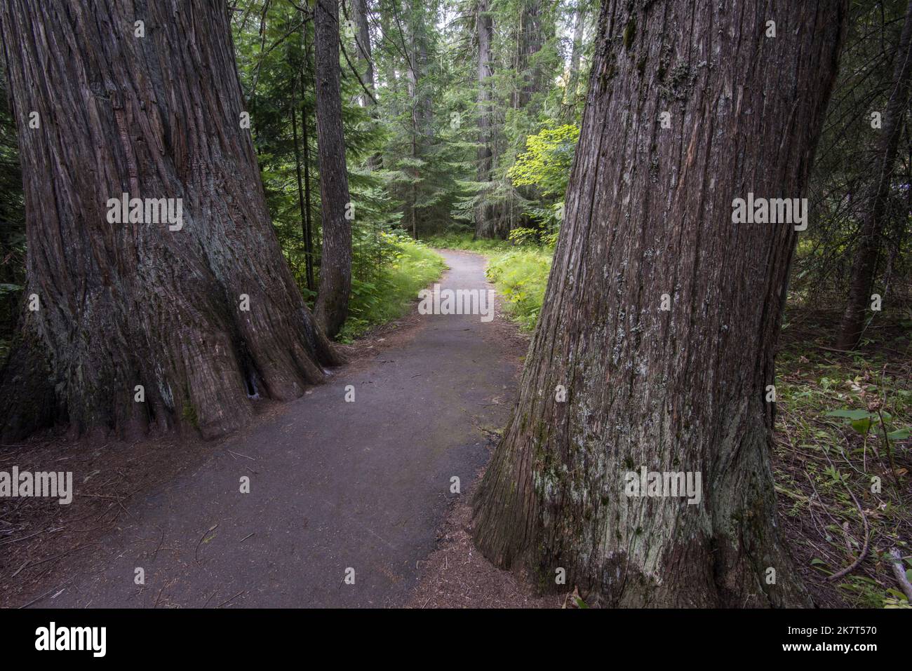 A paved path leads through the peaceful and calm DeVoto Memorial Cedar ...