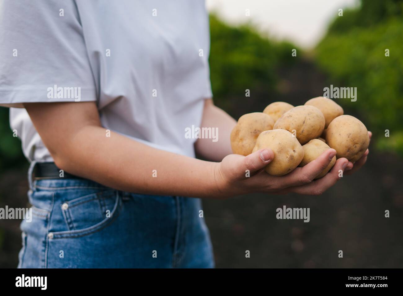 Close-up woman's hands holding potatoes grown on her plot. Outdoor ...