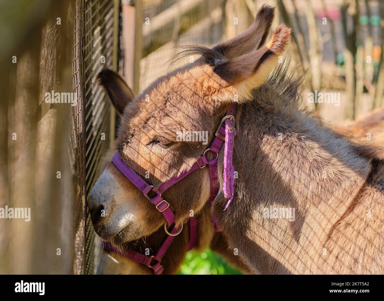 Purple donkey hi-res stock photography and images - Alamy