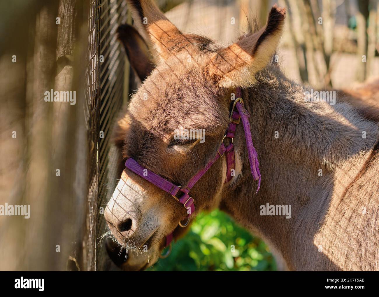 Donkey hoof hi-res stock photography and images - Alamy