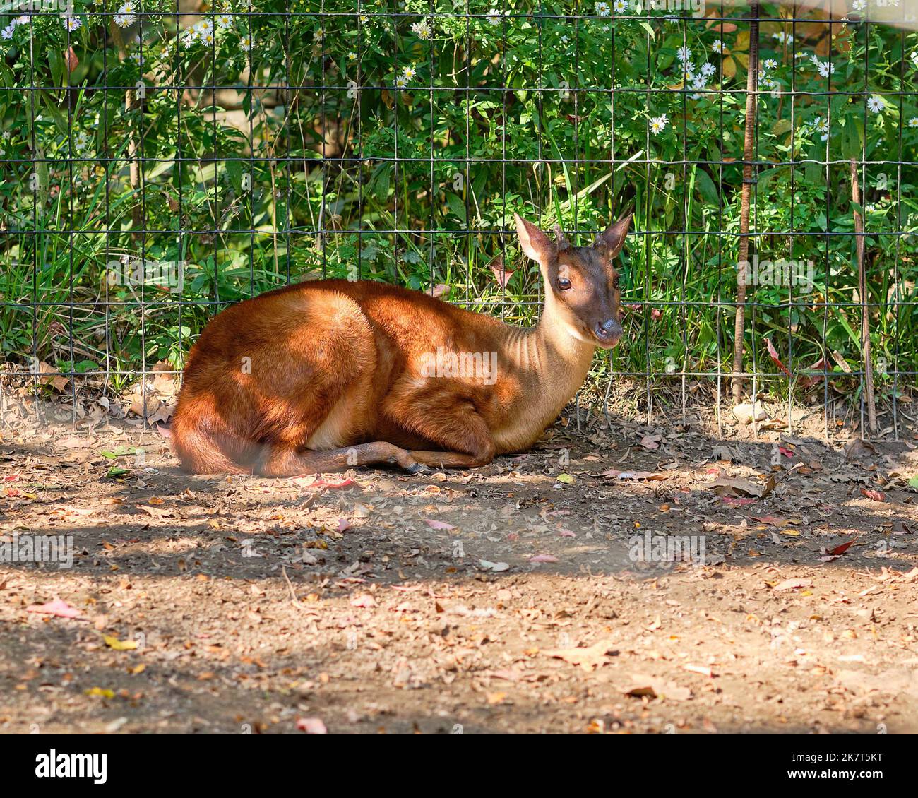 red brocket deer is lying down by the fence at the zoo Stock Photo - Alamy