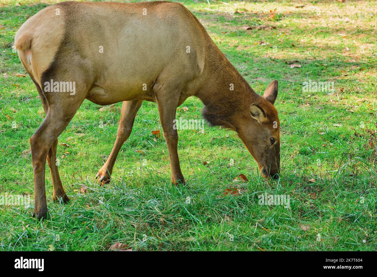 Brown elk female is grazing in the field Stock Photo - Alamy