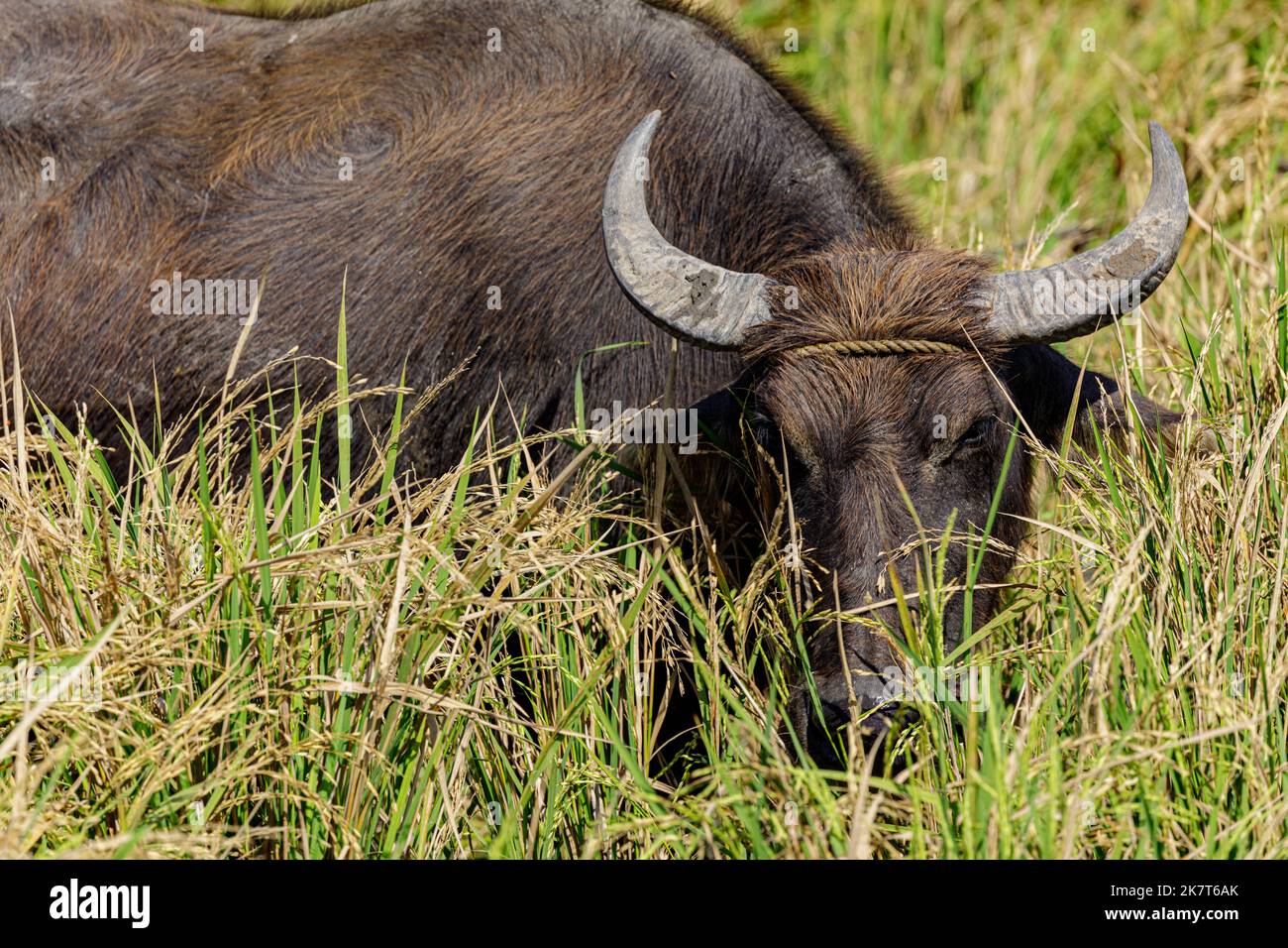 Water Buffalo feeding in the rice fields on northern Luxon Island in ...