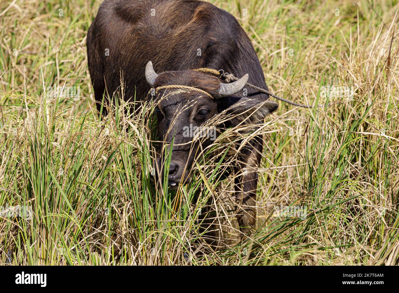 Water Buffalo feeding in the rice fields on northern Luxon Island in ...