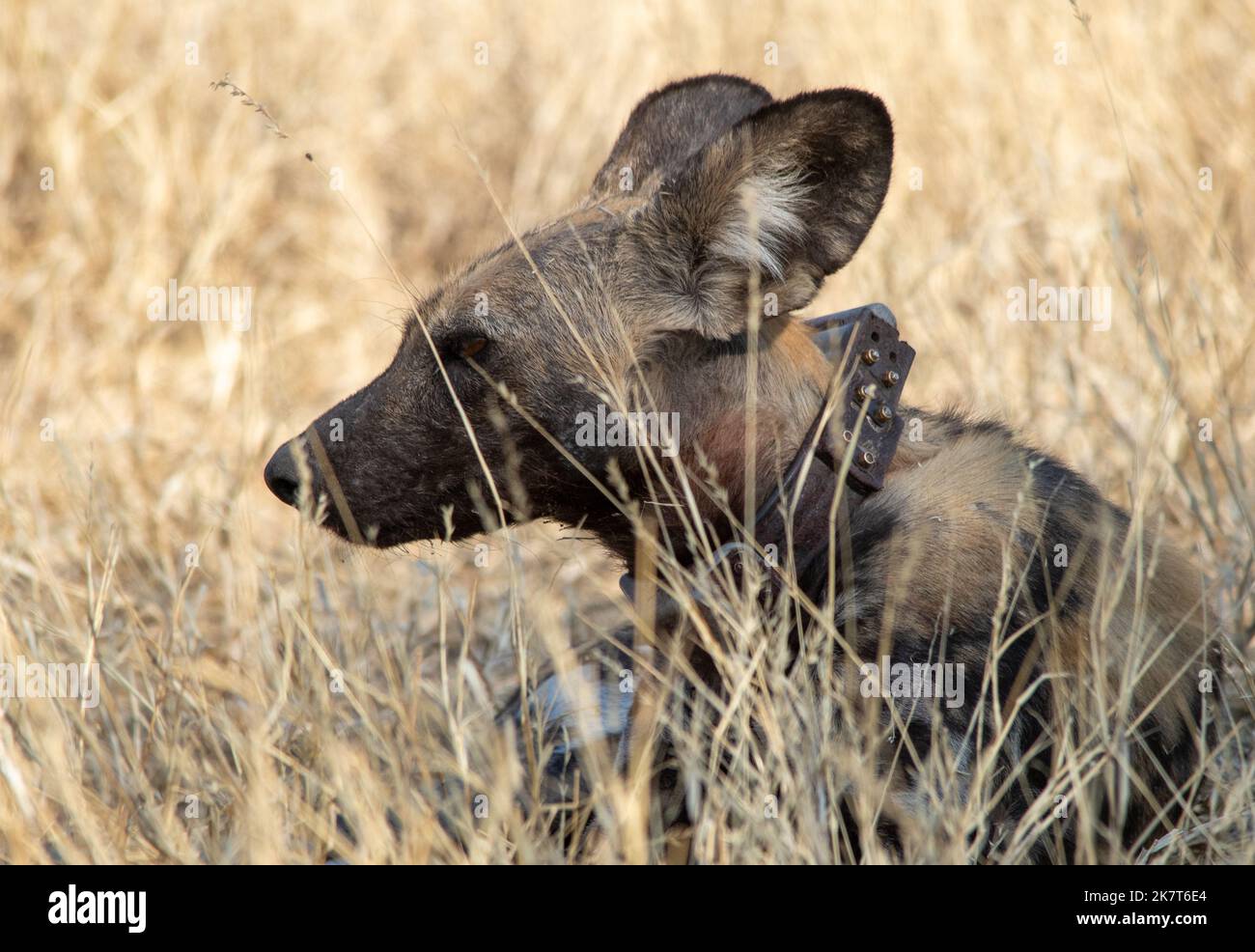 Side profile portrait of an African wild dog with a tracking collar ...