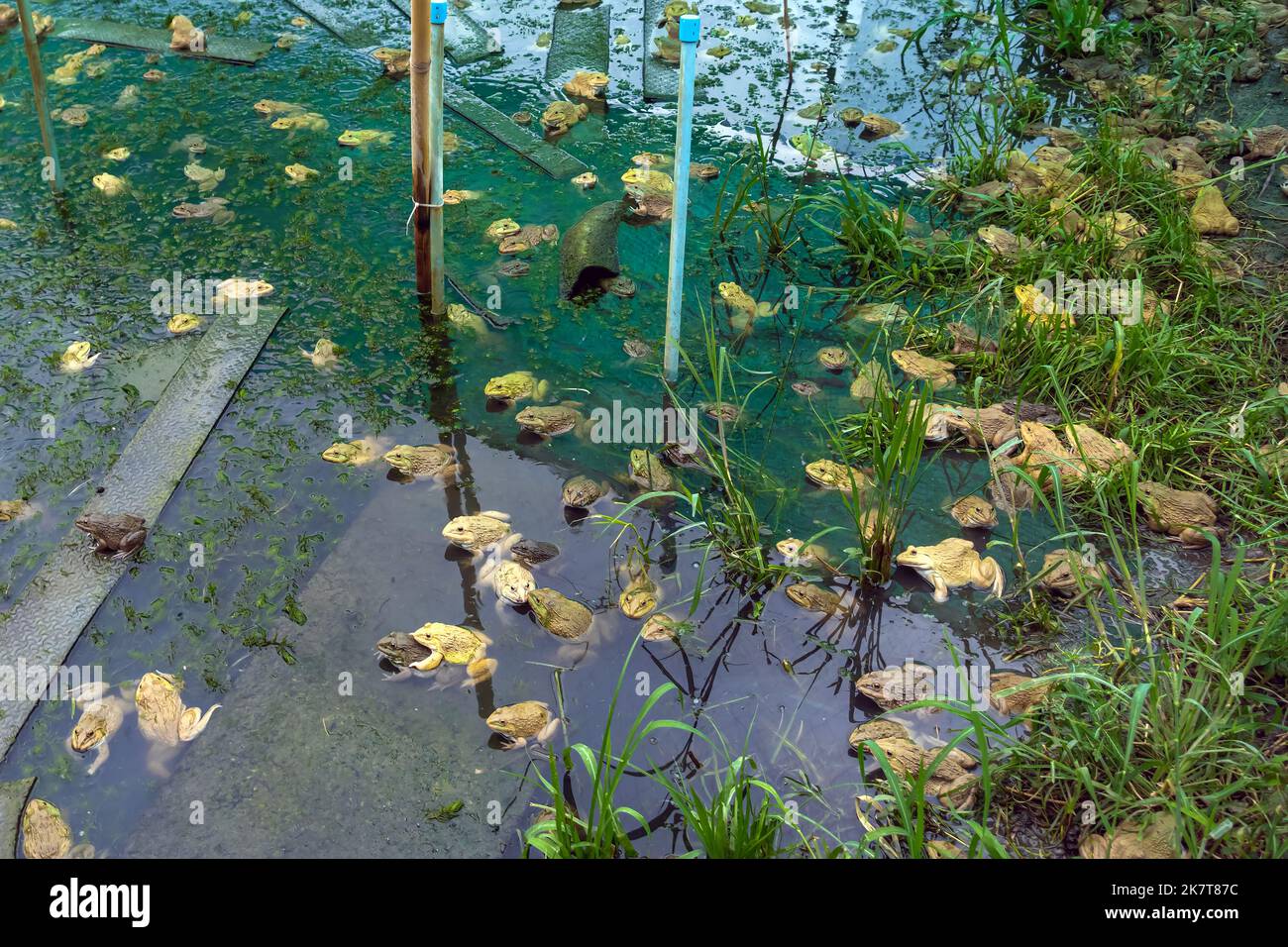 Frogs farm for agriculture at house. Cultivation of frogs with water ...