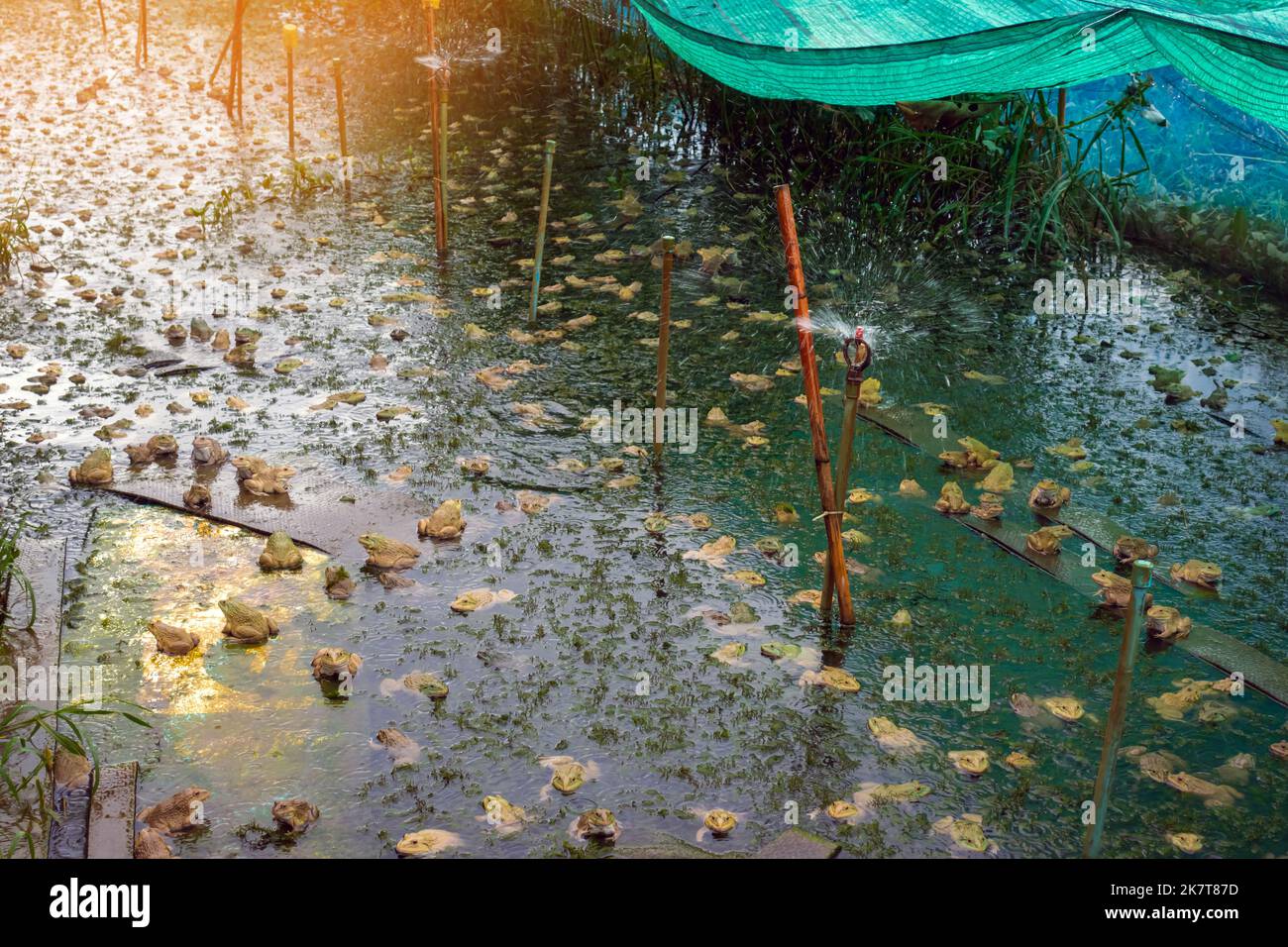 Frogs farm for agriculture at house. Cultivation of frogs with water ...